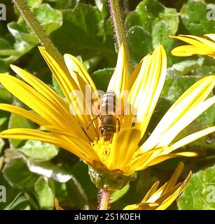 Prostrate Capeweed (Arctotheca prostrata Stock Photo - Alamy