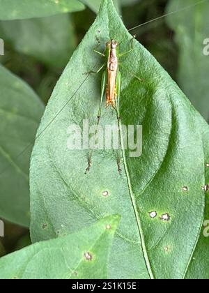 Lesser Meadow Katydids (Conocephalus Stock Photo - Alamy