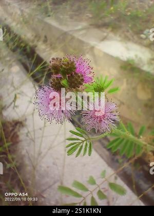 giant false sensitive plant (Mimosa diplotricha) Plantae Stock Photo ...