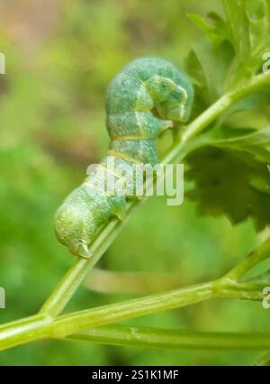 Beautiful Brocade (Lacanobia contigua Stock Photo - Alamy