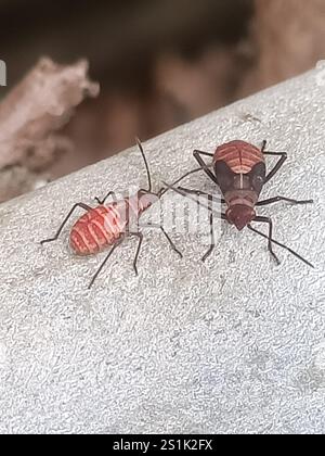 Old World Soapberry Bugs (Leptocoris), Insecta, Mandalay, MM Stock ...