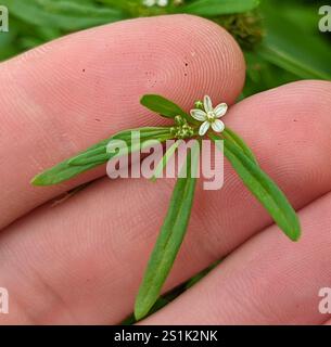 green carpetweed (Mollugo verticillata Stock Photo - Alamy