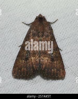 Cobbler Moth (Condica sutor Stock Photo - Alamy