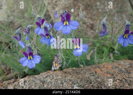 Brother Oneye (Monopsis decipiens Stock Photo - Alamy