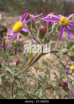 Sandveld Ragwort (Senecio arenarius Stock Photo - Alamy