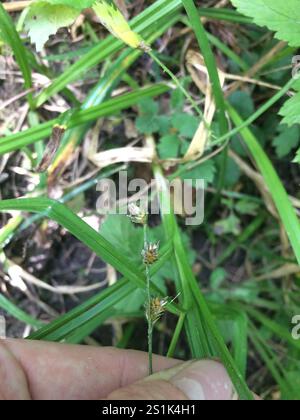 bur reed sedge (Carex sparganioides), Plantae, Wisconsin, US Stock ...