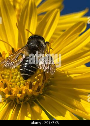 Unarmed Leafcutter Bee (Megachile inermis Stock Photo - Alamy