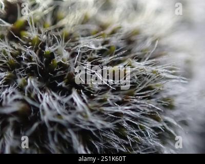 Steppe mouse-moss (Coscinodon calyptratus Stock Photo - Alamy