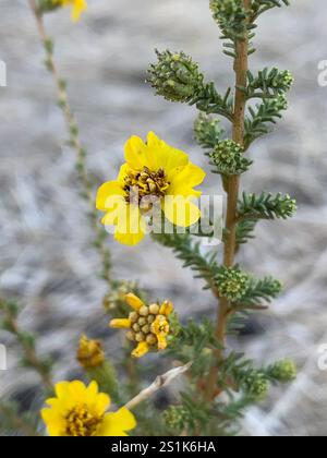 Pit-gland Tarweed (Holocarpha virgata Stock Photo - Alamy
