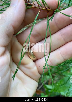 spruce pine (Pinus glabra Stock Photo - Alamy