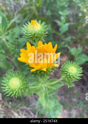 Spanish Gold, Grindelia ciliata Stock Photo - Alamy