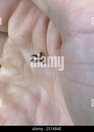 Chain-dotted Geometer (Cingilia catenaria Stock Photo - Alamy