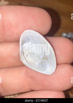 Southern Surfclam (Spisula raveneli Stock Photo - Alamy