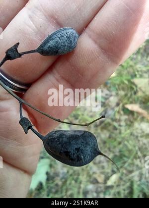 eastern wild indigo (Baptisia tinctoria Stock Photo - Alamy