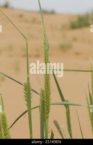 Siberian Lyme Grass (Leymus racemosus) Plantae Stock Photo - Alamy