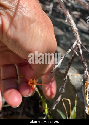 Bridges' penstemon (Penstemon rostriflorus Stock Photo - Alamy