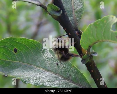 Sitka Bumble Bee (Bombus sitkensis Stock Photo - Alamy