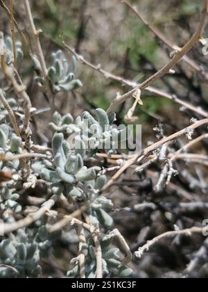 Winterfat (Krascheninnikovia lanata Stock Photo - Alamy