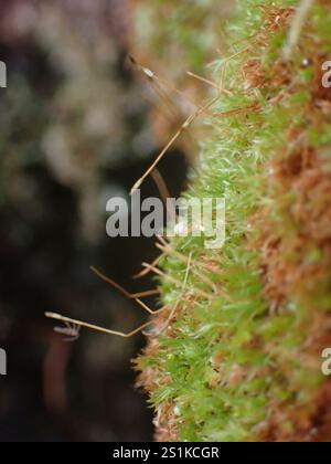 Geniculate Four-tooth Moss (Tetraphis geniculata Stock Photo - Alamy