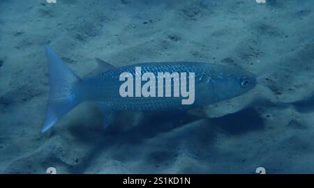 Fringelip Mullet (Moolgarda crenilabis Stock Photo - Alamy