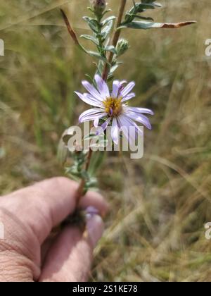 western aster (Symphyotrichum ascendens Stock Photo - Alamy