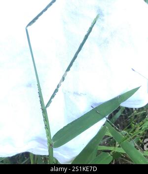 broadleaf signalgrass (Urochloa platyphylla Stock Photo - Alamy