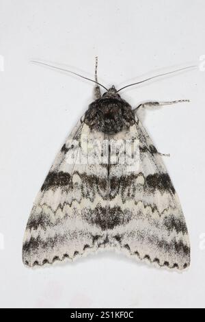 White Underwing (Catocala relicta Stock Photo - Alamy