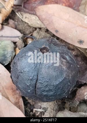 mu oil tree (Vernicia montana), Plantae, 台灣南投縣 Stock Photo - Alamy
