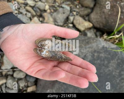 Western Floater (Anodonta kennerlyi Stock Photo - Alamy