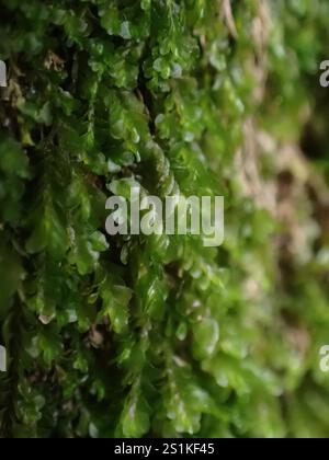 Ladder Flapwort (Nardia scalaris Stock Photo - Alamy