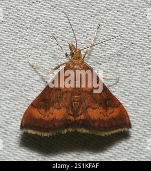 Variable Reddish Pyrausta Moth (Pyrausta rubricalis Stock Photo - Alamy