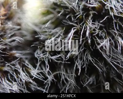 Steppe mouse-moss (Coscinodon calyptratus Stock Photo - Alamy