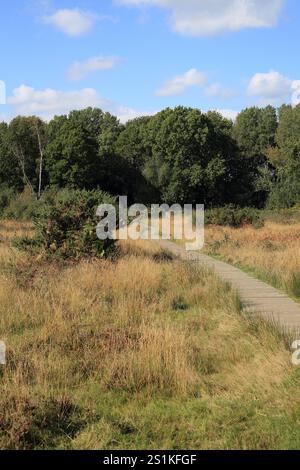 Raised footpath across peatland common, Hothfield Heathland, Hothfield ...