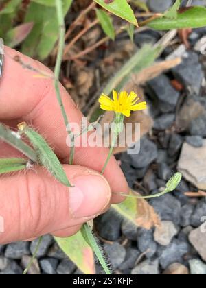 western hawkweed (Hieracium scouleri Stock Photo - Alamy
