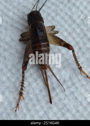 Small Ground Crickets (Neonemobius Stock Photo - Alamy