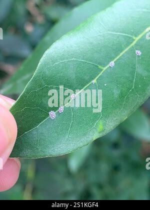 Wax Scales (Ceroplastes Stock Photo - Alamy