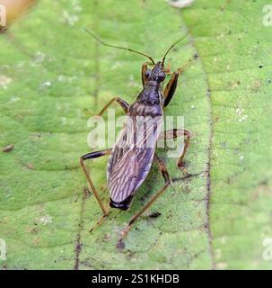 Grey Damsel Bug (Himacerus major Stock Photo - Alamy