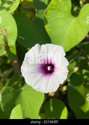 Ipomoea amnicola (redcenter morning-glory). Ipomoea amnicola prefers a ...