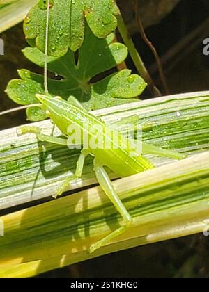 Hook-faced Conehead (Pyrgocorypha uncinata Stock Photo - Alamy