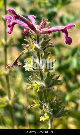 Coastal Hedge-nettle (Stachys chamissonis Stock Photo - Alamy