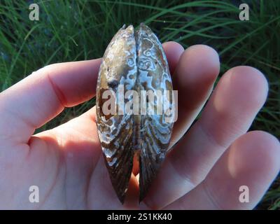 Western Floater (Anodonta kennerlyi Stock Photo - Alamy