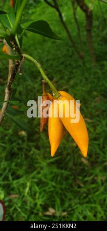 Banana Bush (Tabernaemontana pandacaqui Stock Photo - Alamy