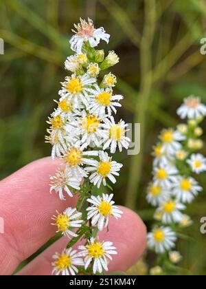 Small White Aster (Symphyotrichum racemosum Stock Photo - Alamy