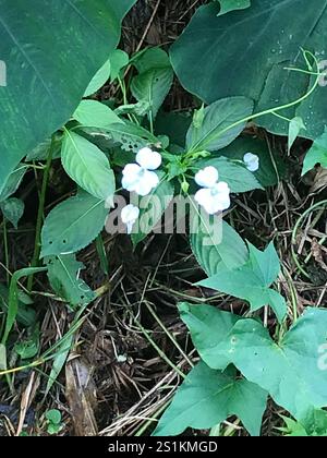 pink orchid balsam (Impatiens flaccida Stock Photo - Alamy