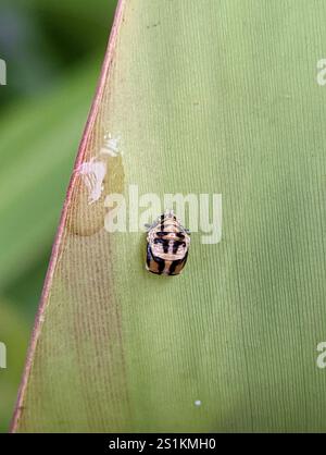 Tortoise-shelled Ladybird (Harmonia testudinaria Stock Photo - Alamy