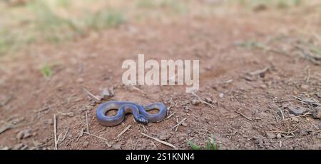 Black-naped Hooded Snake (Suta dwyeri Stock Photo - Alamy
