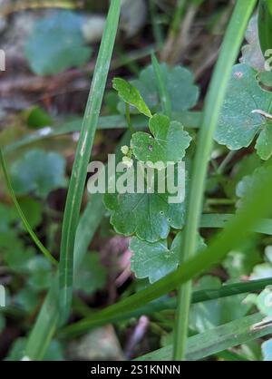American Water-pennywort (Hydrocotyle americana Stock Photo - Alamy