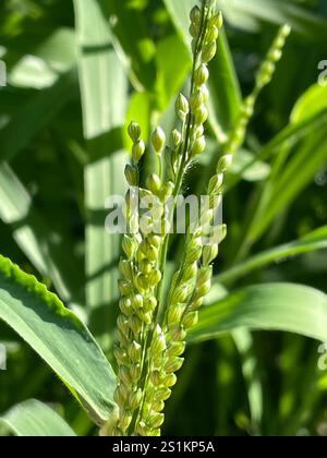 Browntop Signalgrass (Urochloa fusca Stock Photo - Alamy