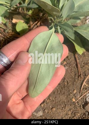 Glaucous Beardtongue (Penstemon euglaucus Stock Photo - Alamy