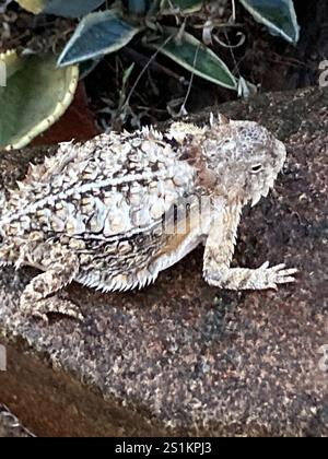 Regal Horned Lizard (Phrynosoma solare Stock Photo - Alamy
